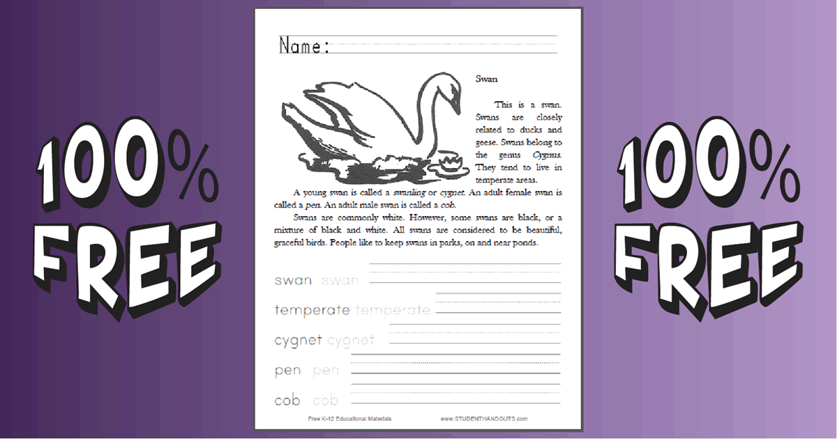 Swans Educational Coloring Sheet PDF | Student Handouts